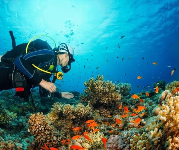 Diving in Seychelles - Inside Seychelles