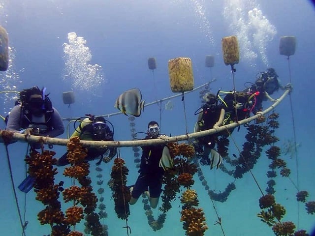 World Oceans Day - Inside Seychelles