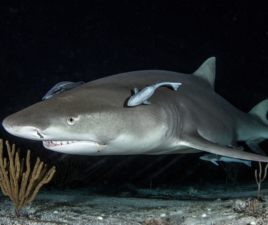 Happy Shark Awareness Day - Inside Seychelles
