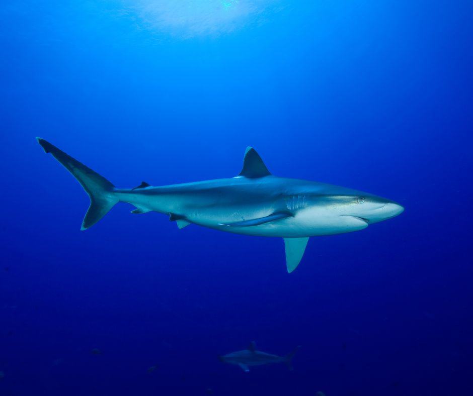 Happy Shark Awareness Day - Inside Seychelles