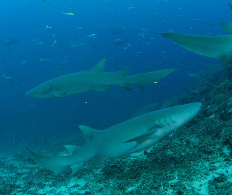 Happy Shark Awareness Day - Inside Seychelles