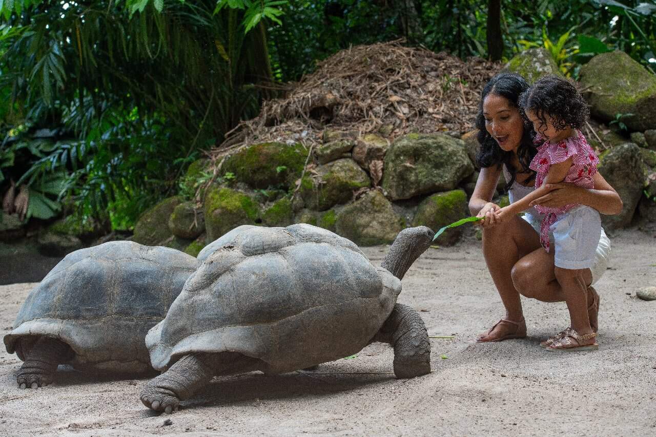 Where to meet Giant Tortoises in Seychelles - Inside Seychelles