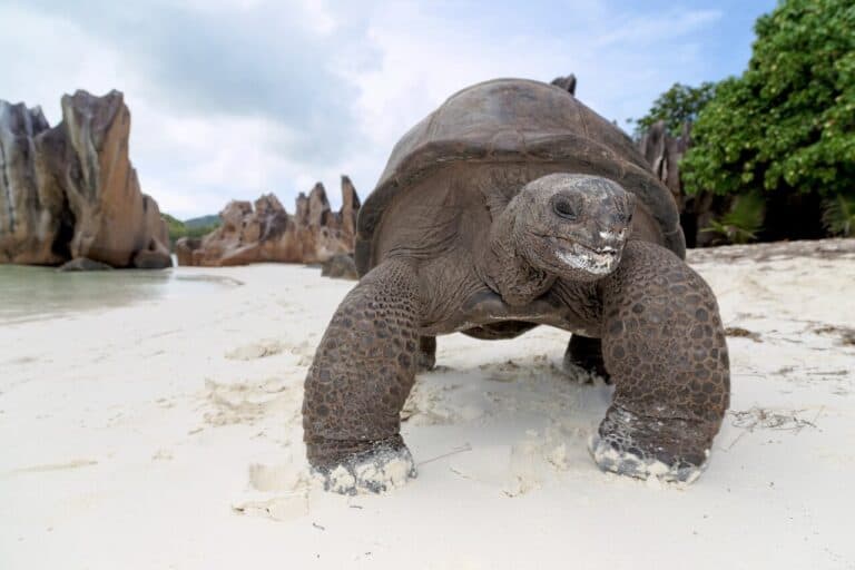 Where to meet Giant Tortoises in Seychelles - Inside Seychelles