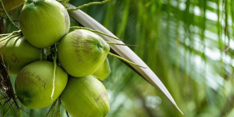 The Coco de Mer - The largest seed in the plant kingdom - Inside Seychelles